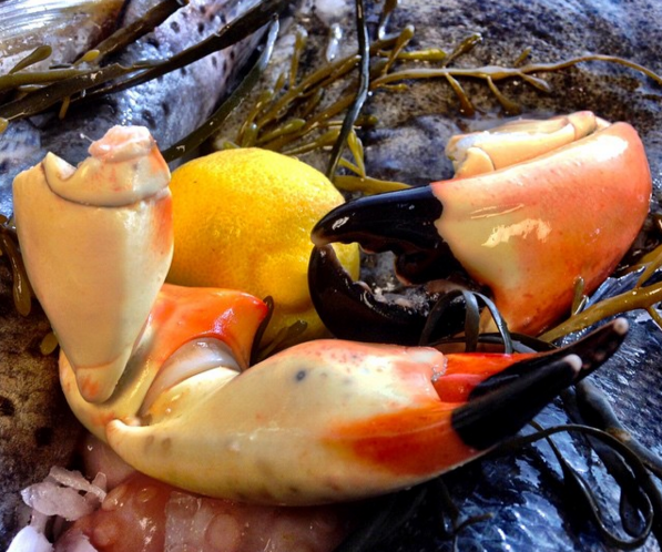 Tis the Season for Shellfish | Samuels Seafood