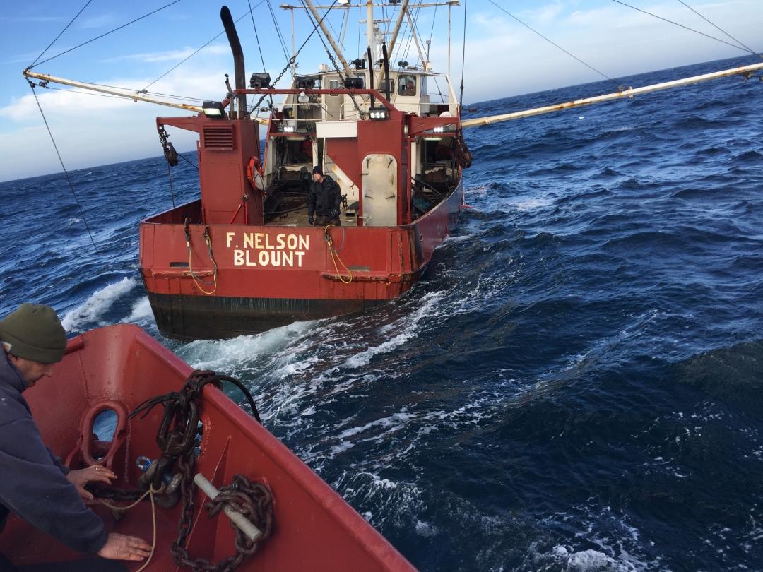 Scallop Season at Viking Village | Samuels Seafood