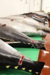 All You Need to Know About Tuna Grading | Samuels Seafood