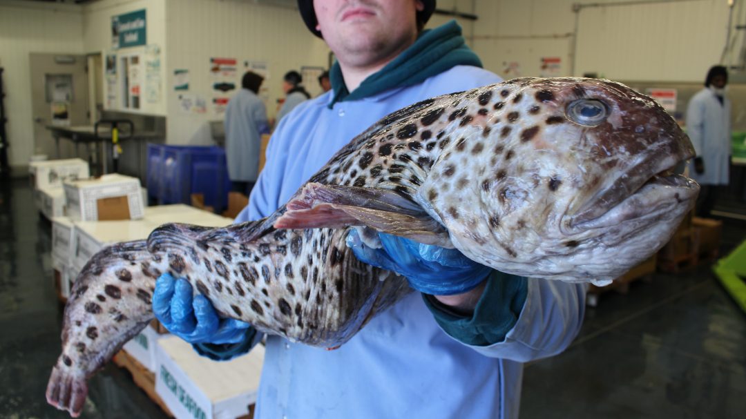 6 Crazy Fish (You Can Actually Eat) | Samuels Seafood