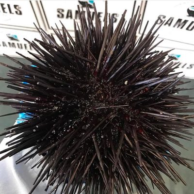 6 Crazy Fish (You Can Actually Eat) | Samuels Seafood