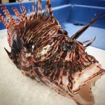 6 Crazy Fish (You Can Actually Eat) | Samuels Seafood