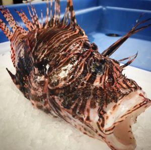 6 Crazy Fish (You Can Actually Eat) | Samuels Seafood