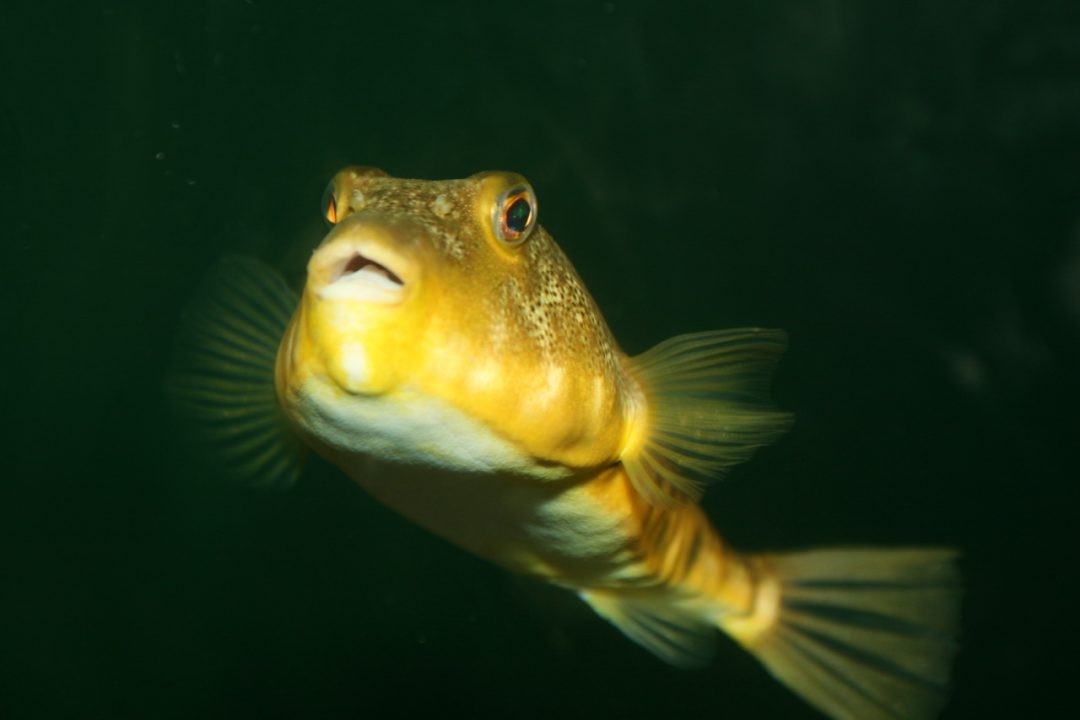 6 Crazy Fish (You Can Actually Eat) | Samuels Seafood