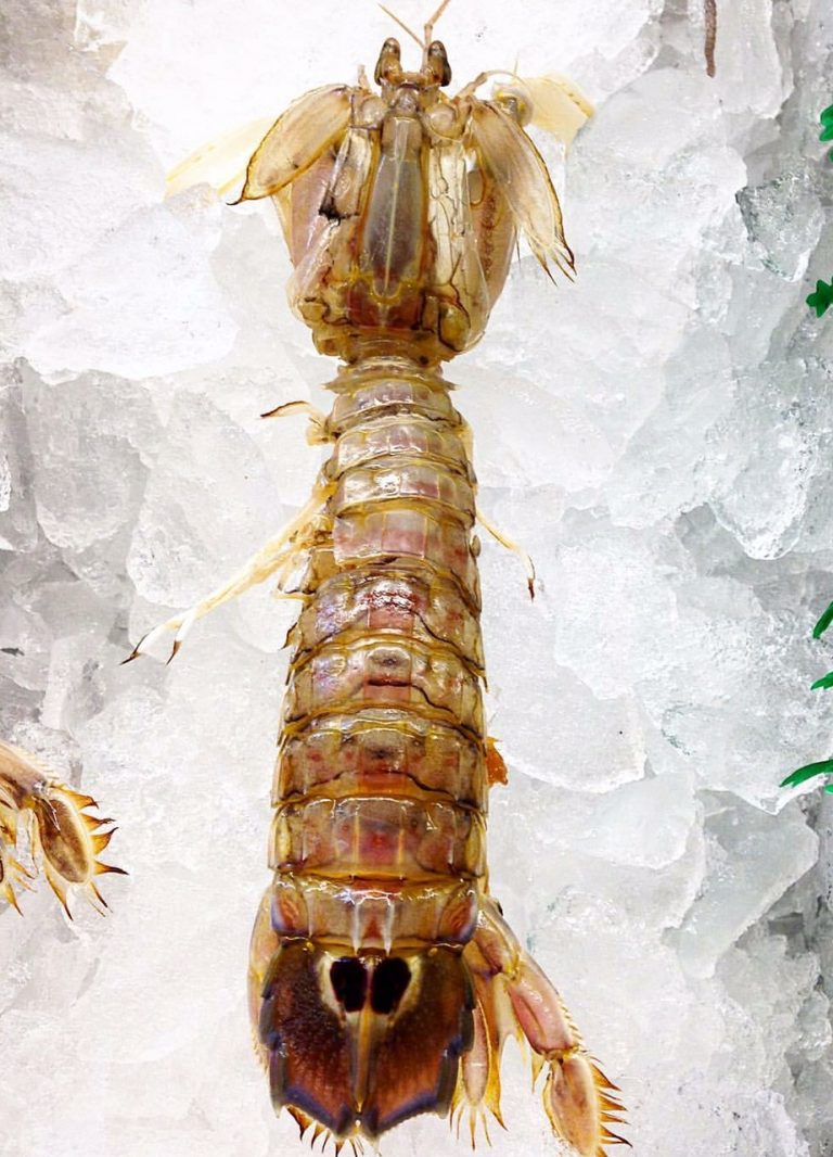 6 Crazy Fish (You Can Actually Eat) | Samuels Seafood