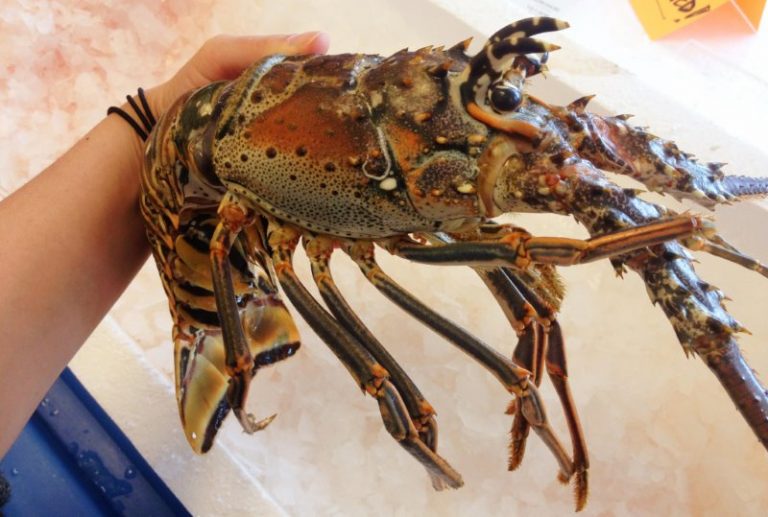 6 Crazy Fish (You Can Actually Eat) | Samuels Seafood