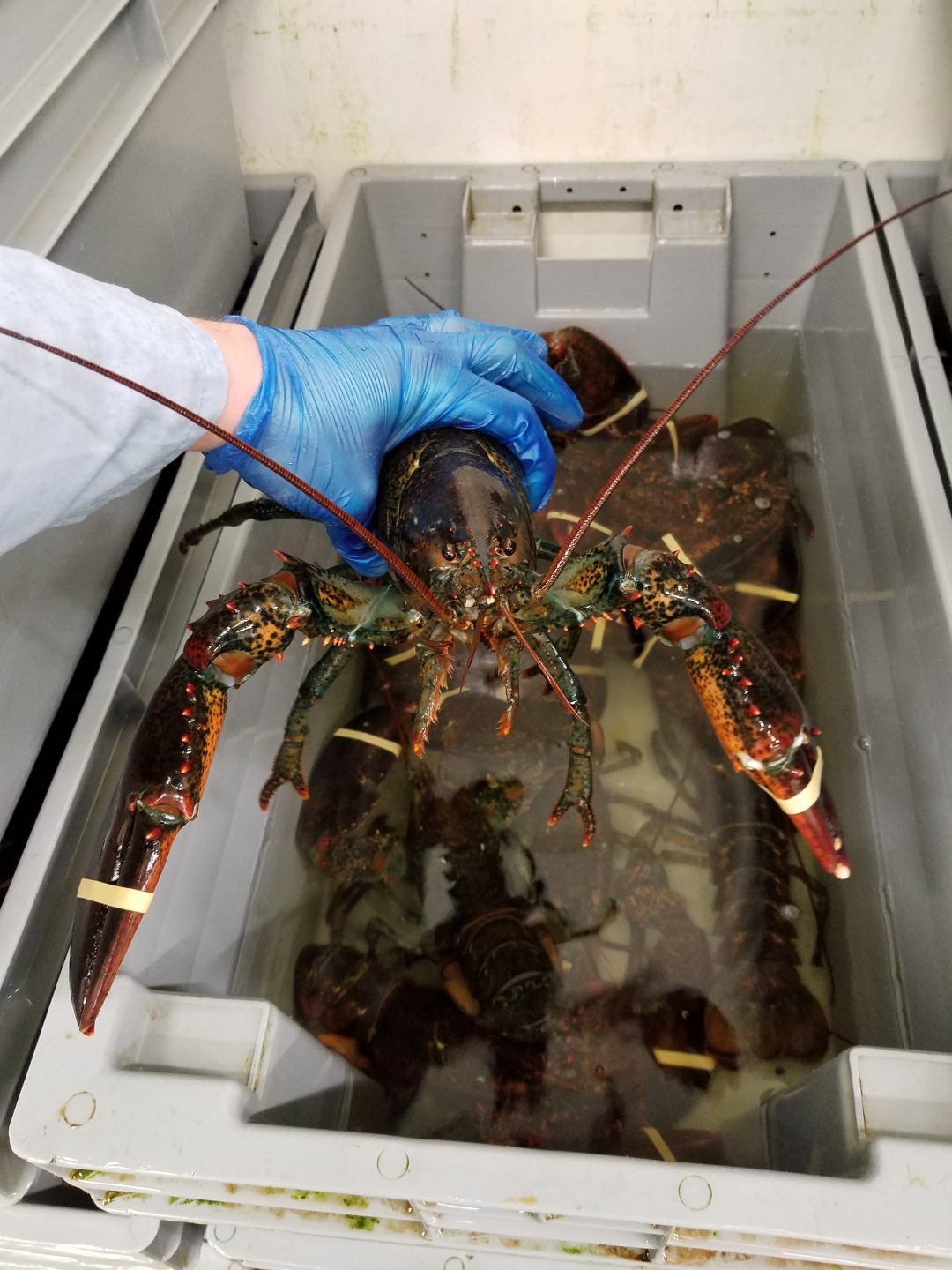 Weird Lobster Facts! | Samuels Seafood