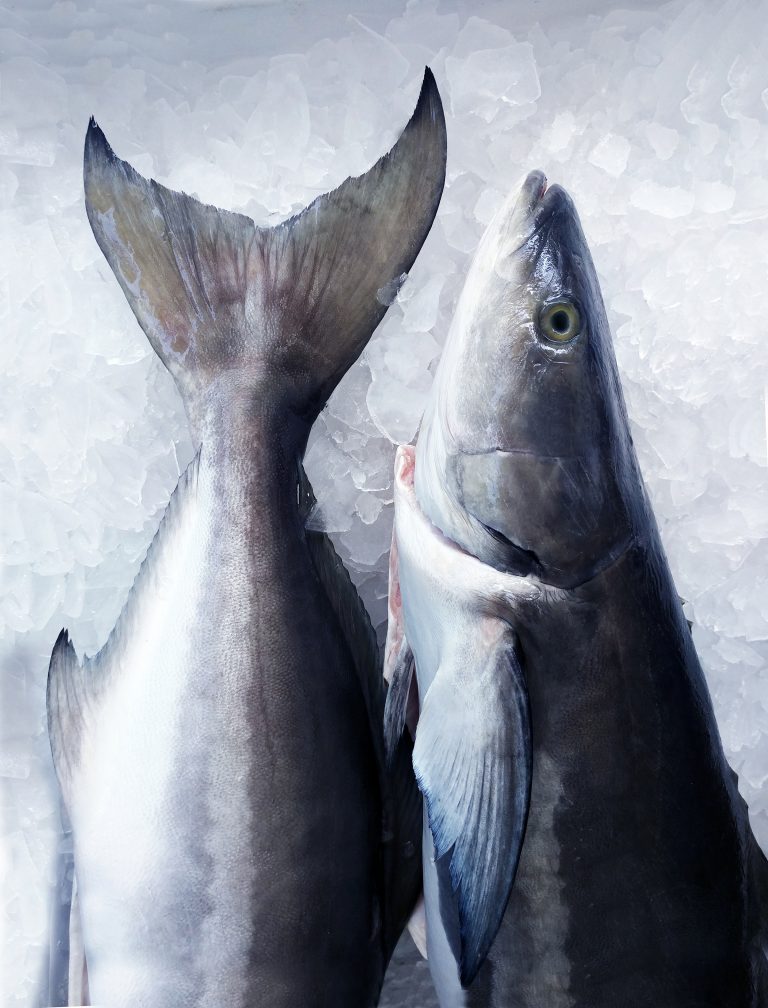 Open Blue Cobia - Un nuovo gusto per il tuo menu di primavera | Samuels ...