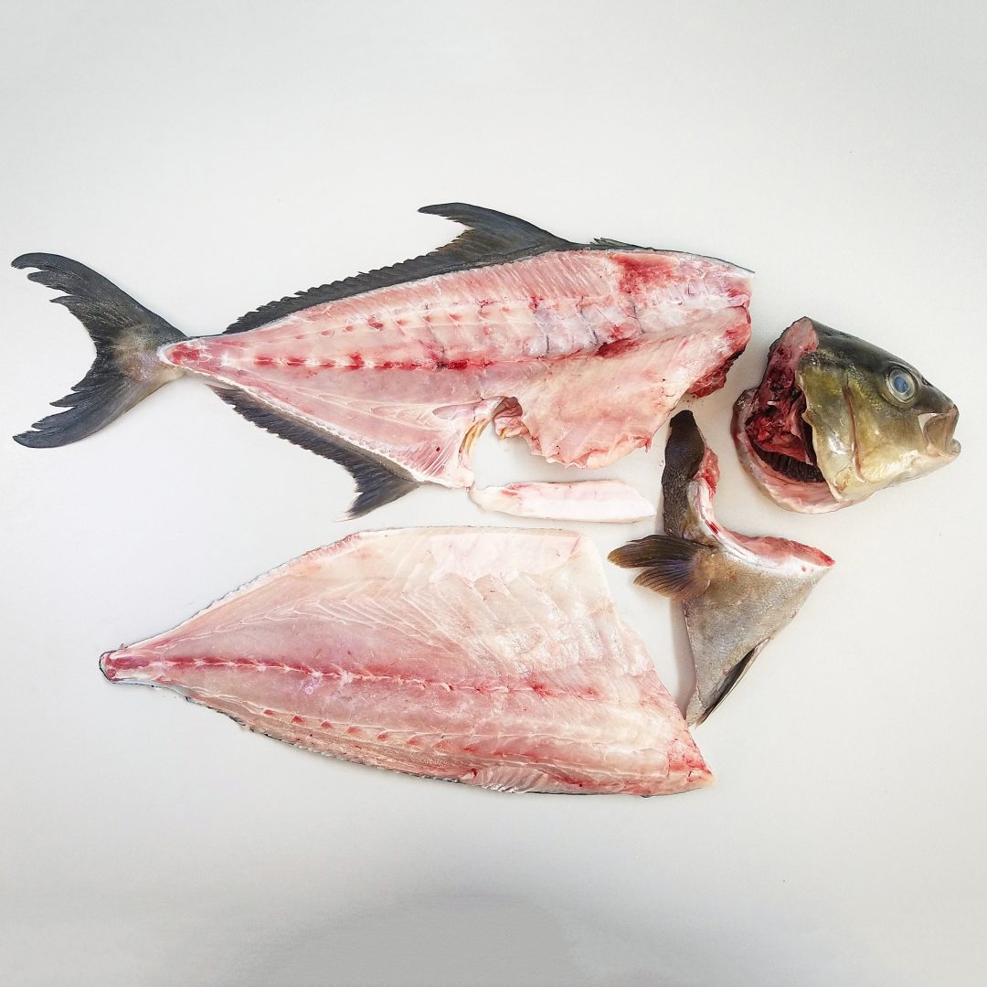 Hawaiian Kanpachi: From Sushi to Sizzle | Samuels Seafood