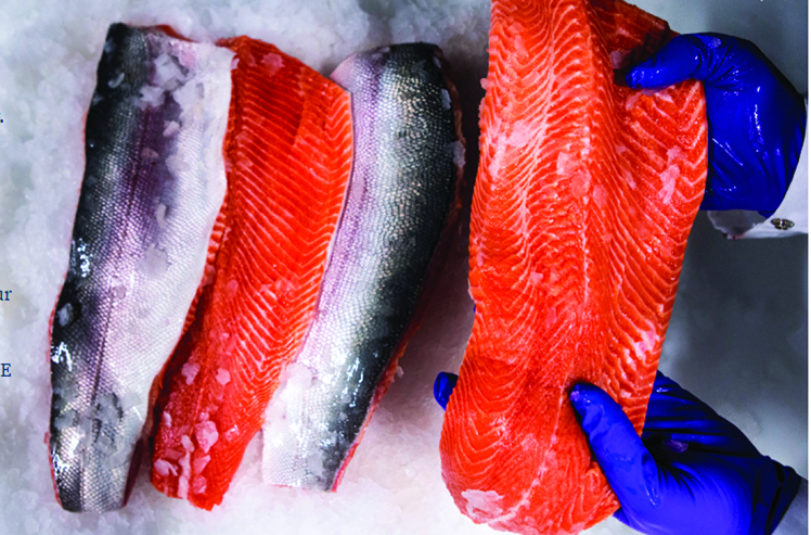 Hudson Valley NY Steelhead Trout, USA | Samuels Seafood